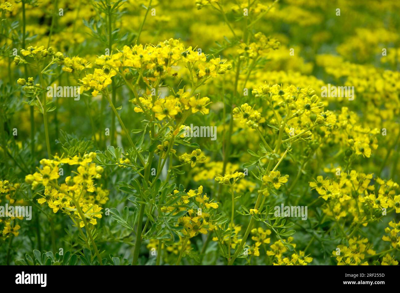 Botany rutaceae common rue hi-res stock photography and images - Alamy