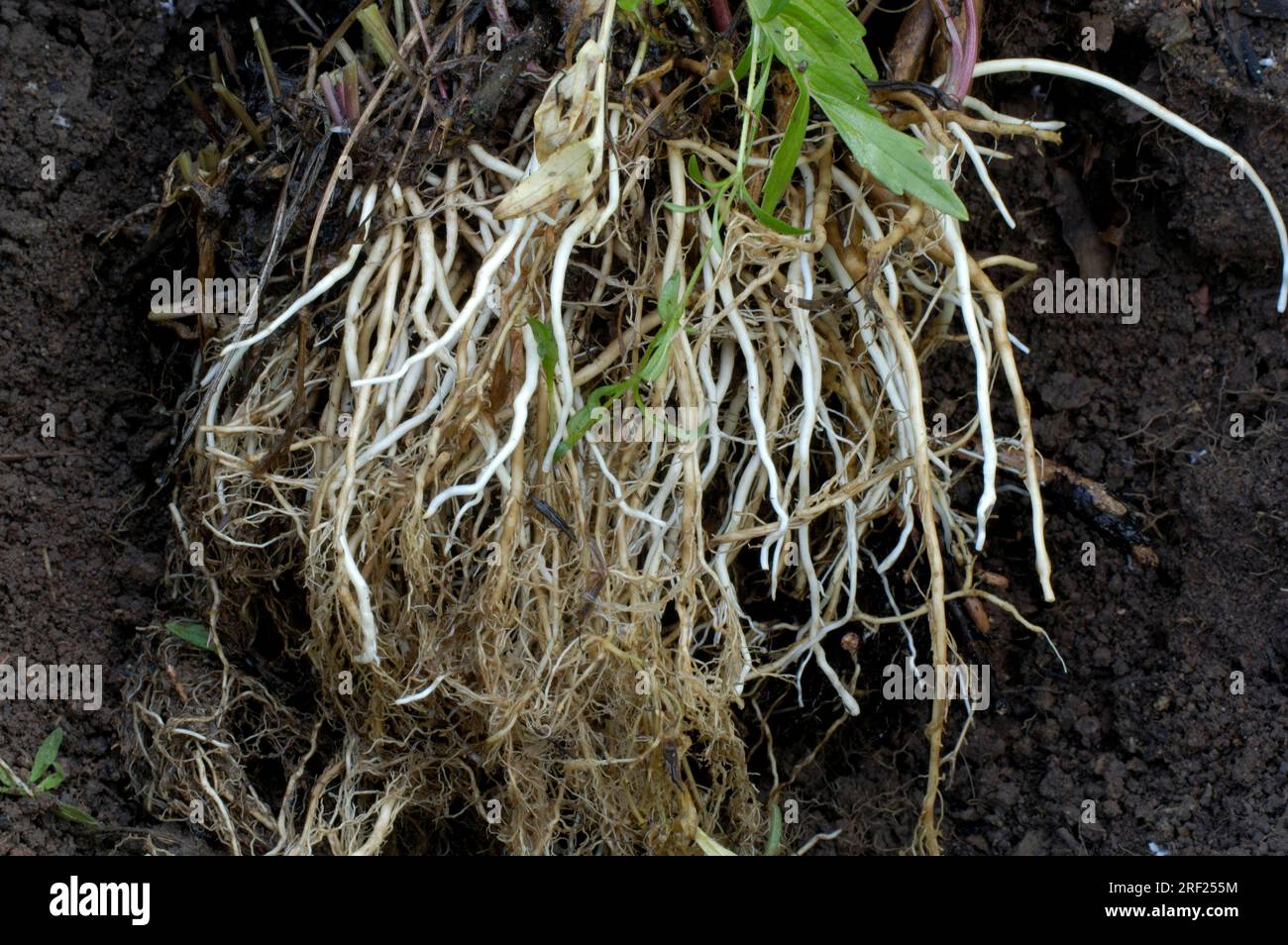 Valerian (Valeriana officinalis), root, roots Stock Photo - Alamy