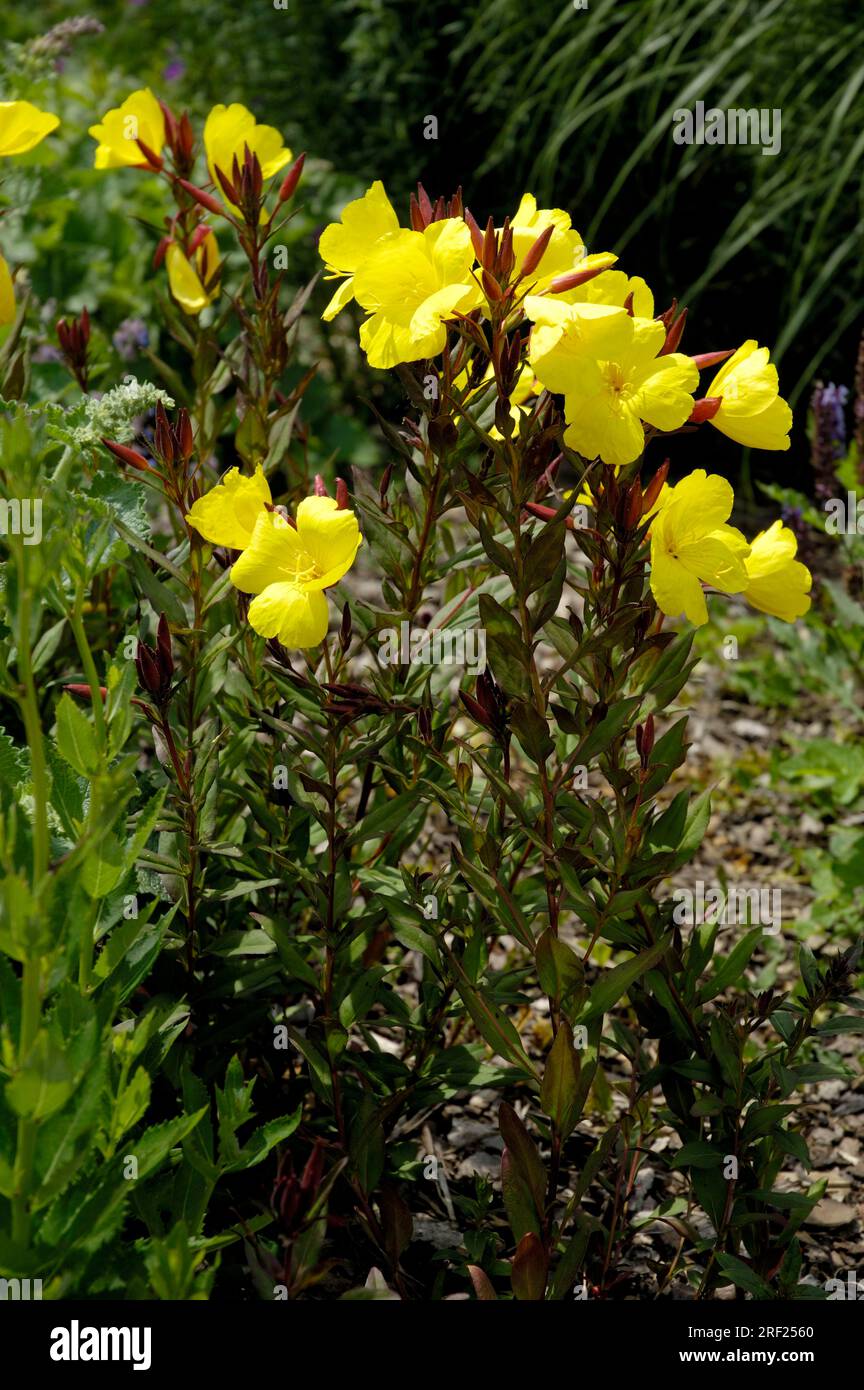 Common Evening Primrose (Oenothera biennis Stock Photo - Alamy