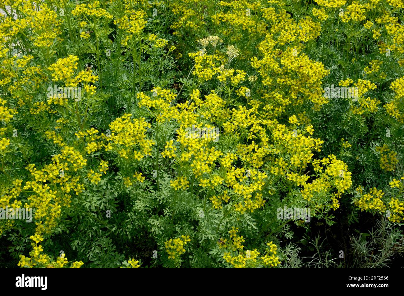 Botany rutaceae common rue hi-res stock photography and images - Alamy