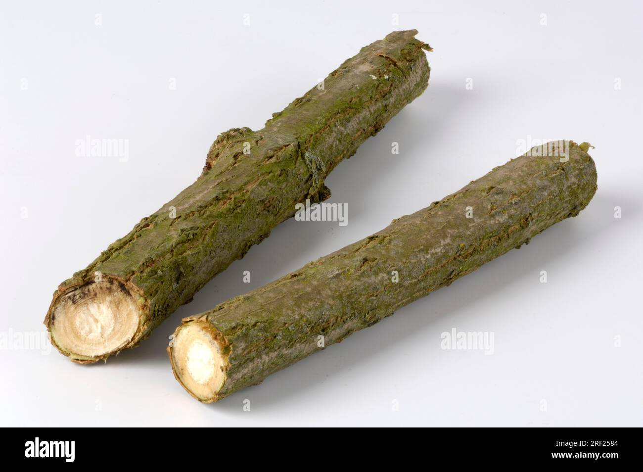 Elder (Sambucus nigra), bark Stock Photo - Alamy