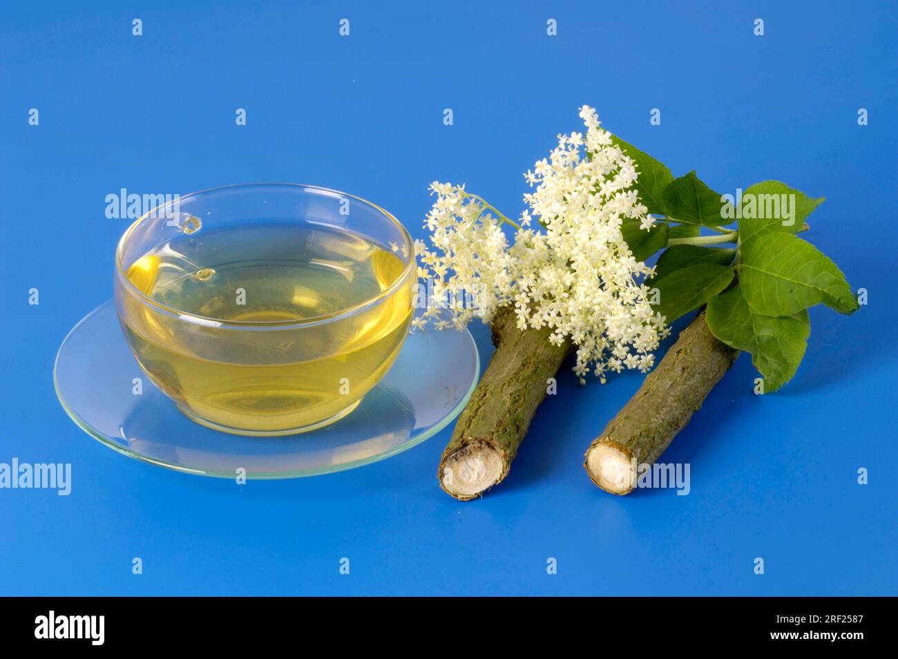 Elder (Sambucus nigra), bark and flowers, cup with elderberry tea ...