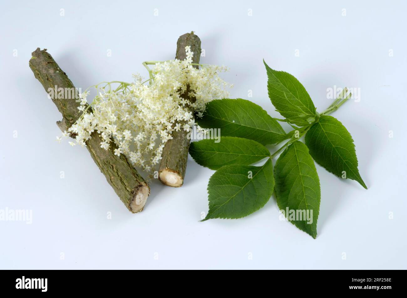 Elder (Sambucus nigra), bark, leaf and flowers Stock Photo - Alamy