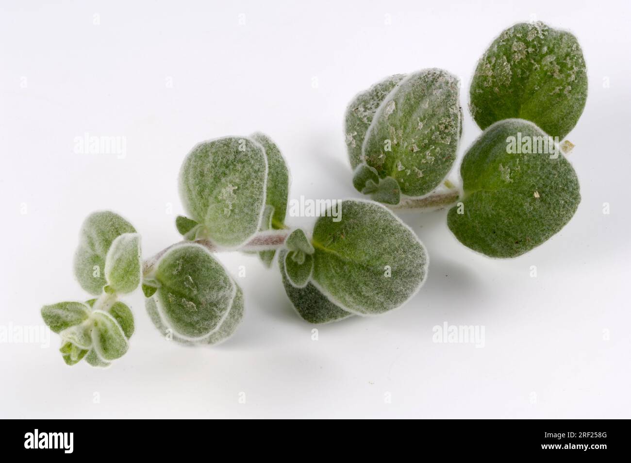 Dictamnus tea hi-res stock photography and images - Alamy