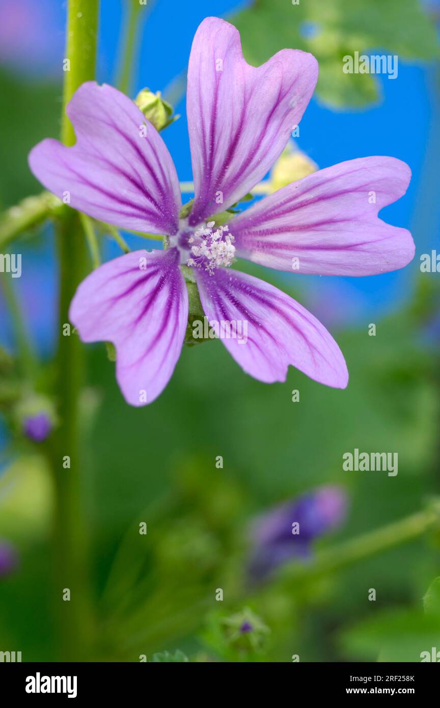 Mallow medicinal plant hi-res stock photography and images - Alamy