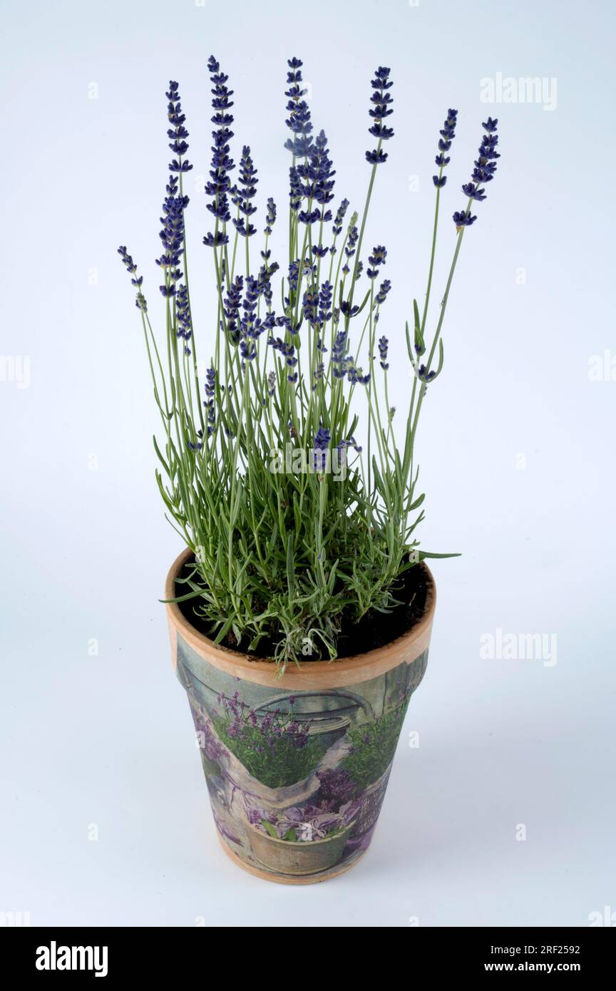 True lavender (Lavandula angustifolia Stock Photo - Alamy