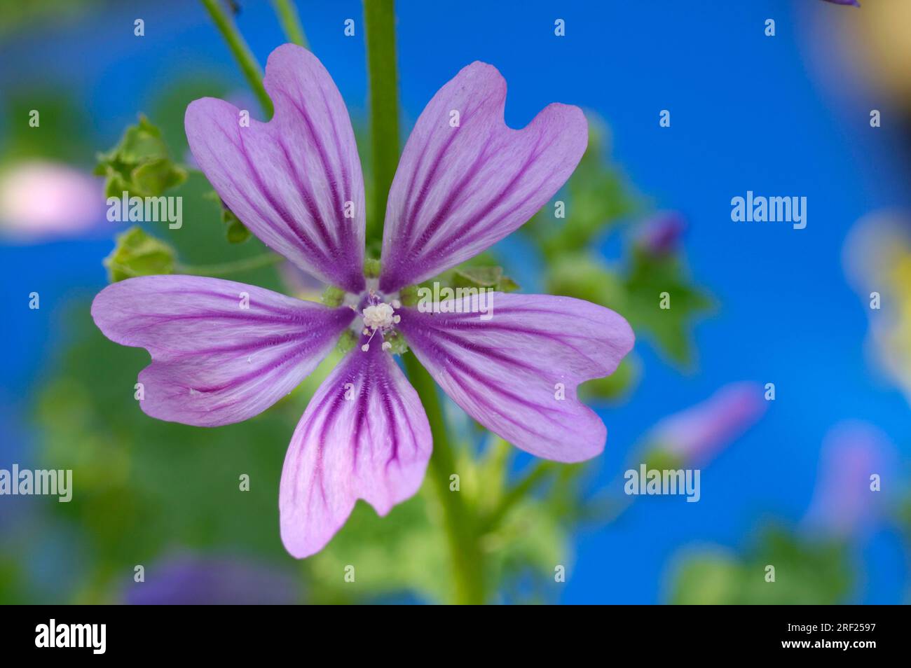 Common mallow (Malva sylvestris Stock Photo - Alamy