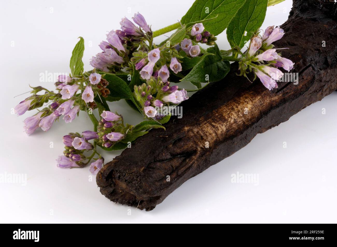 Comfrey, root (Symphytum officinale Stock Photo - Alamy