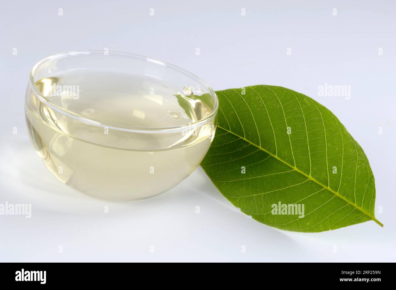 Walnut leaf, cup with walnut tea (Juglans regia), walnut tea Stock ...