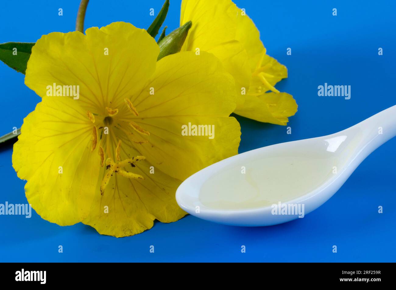 Evening primrose (Oenothera biennis), spoon with Common evening ...