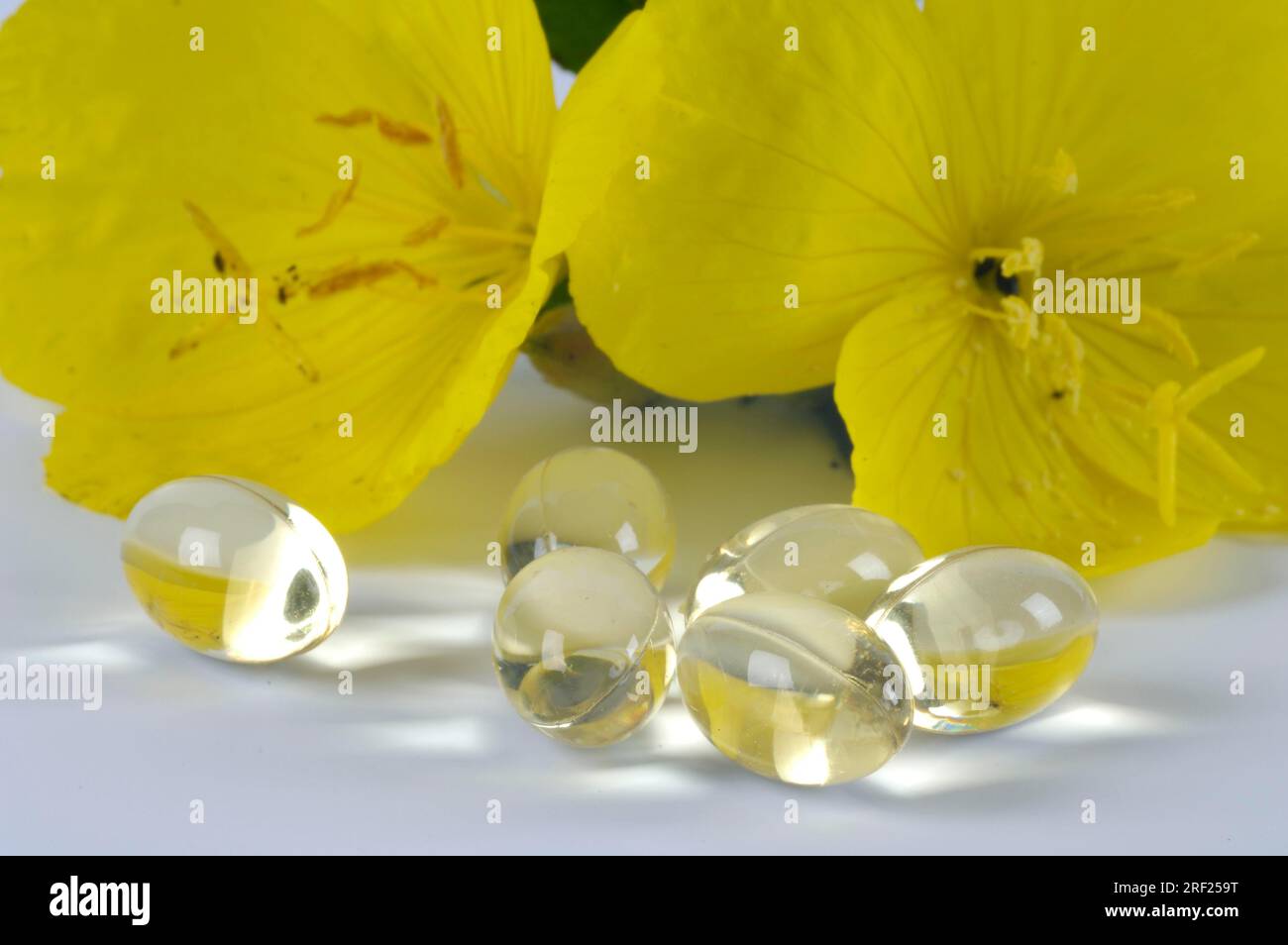 Evening primrose (Oenothera biennis), capsules with Common evening ...