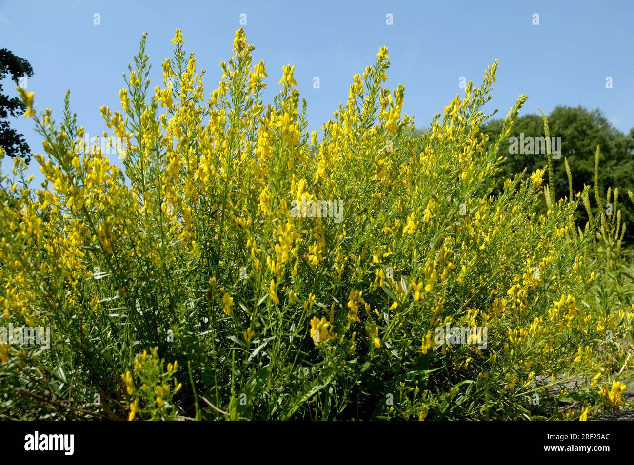 (Genista tinctoria), dyer's broom Stock Photo - Alamy