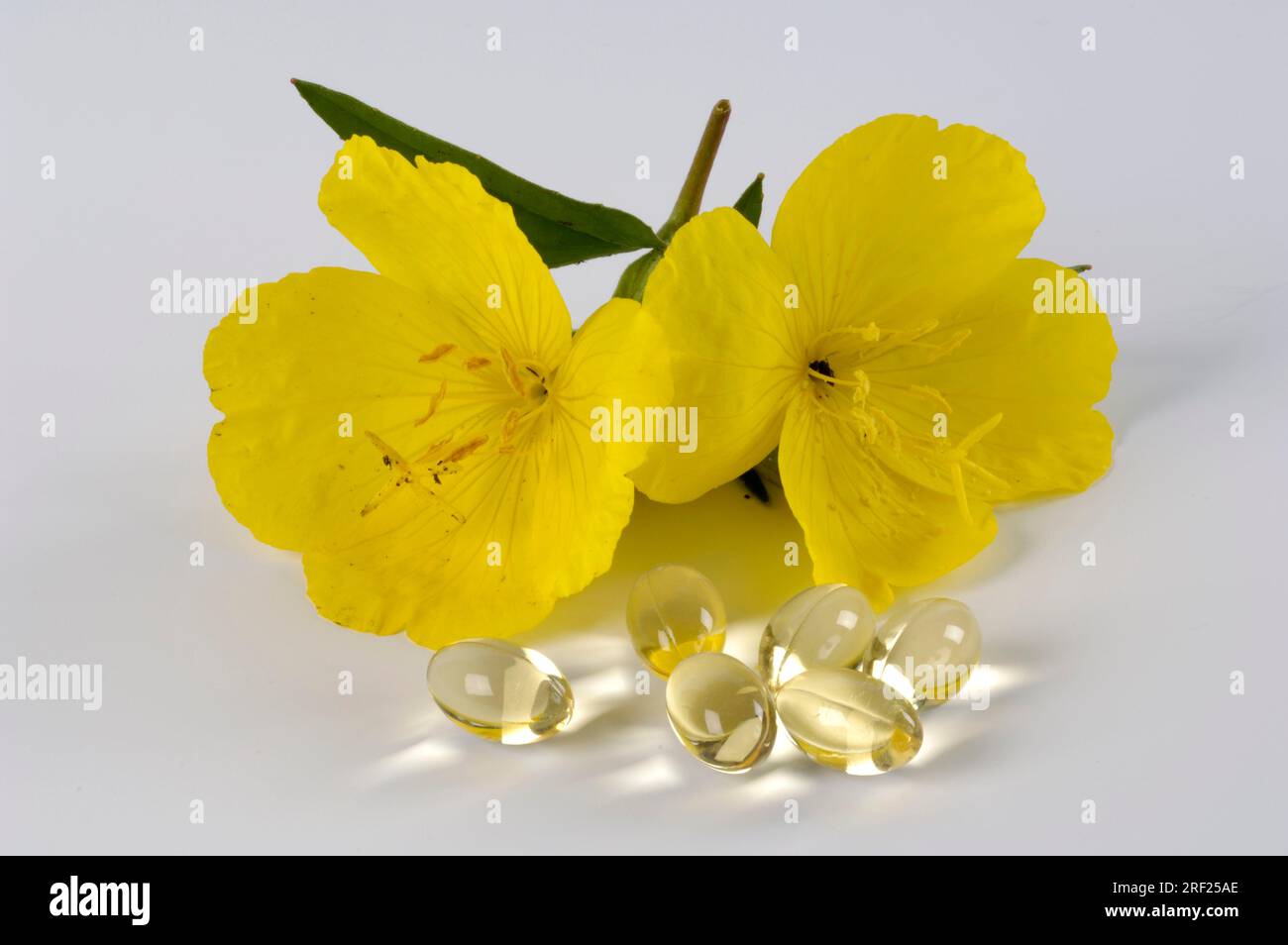Evening primrose (Oenothera biennis), capsules with Common evening ...