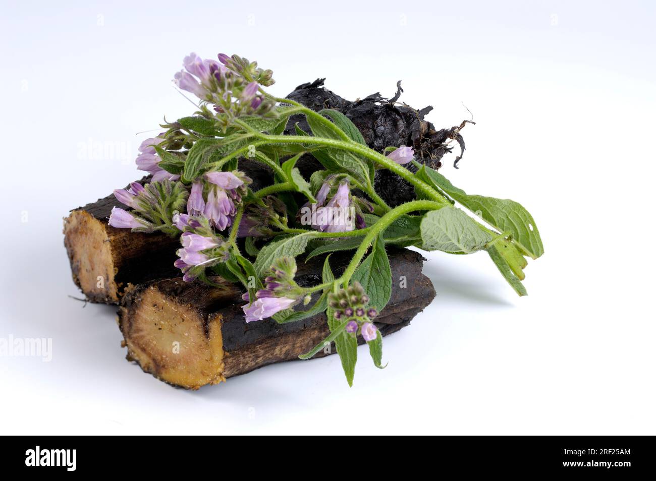 Comfrey, root (Symphytum officinale Stock Photo - Alamy