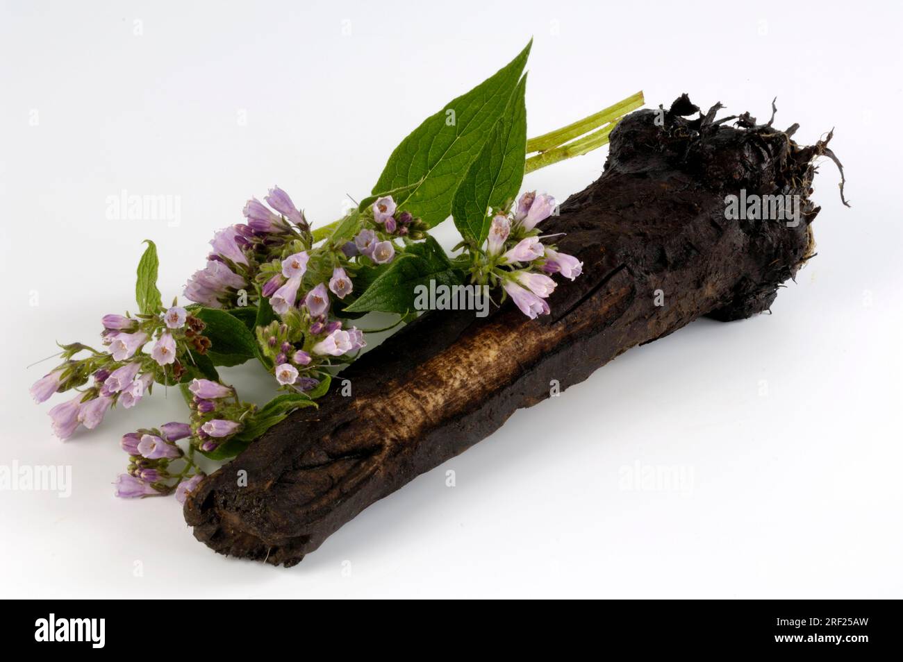 Comfrey, root (Symphytum officinale Stock Photo - Alamy