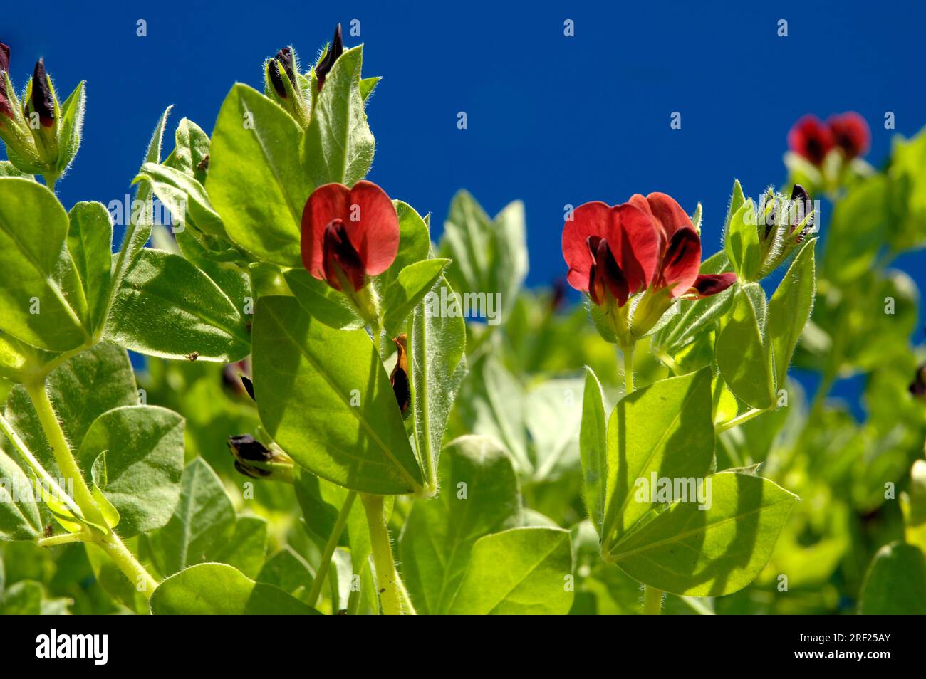 Asparagus (Tetragonolobus purpureus), winged pea Stock Photo - Alamy