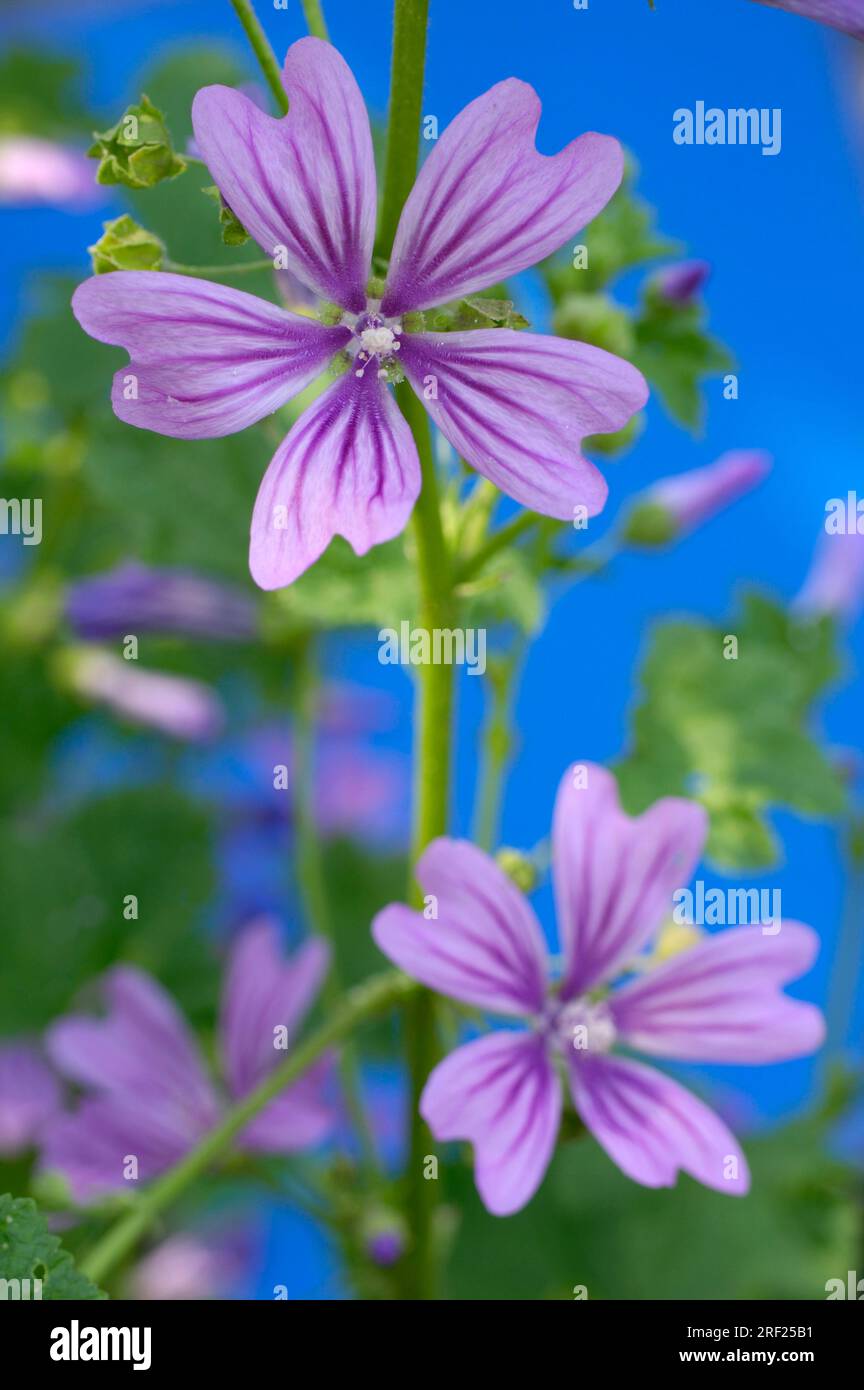 Common mallow (Malva sylvestris Stock Photo - Alamy