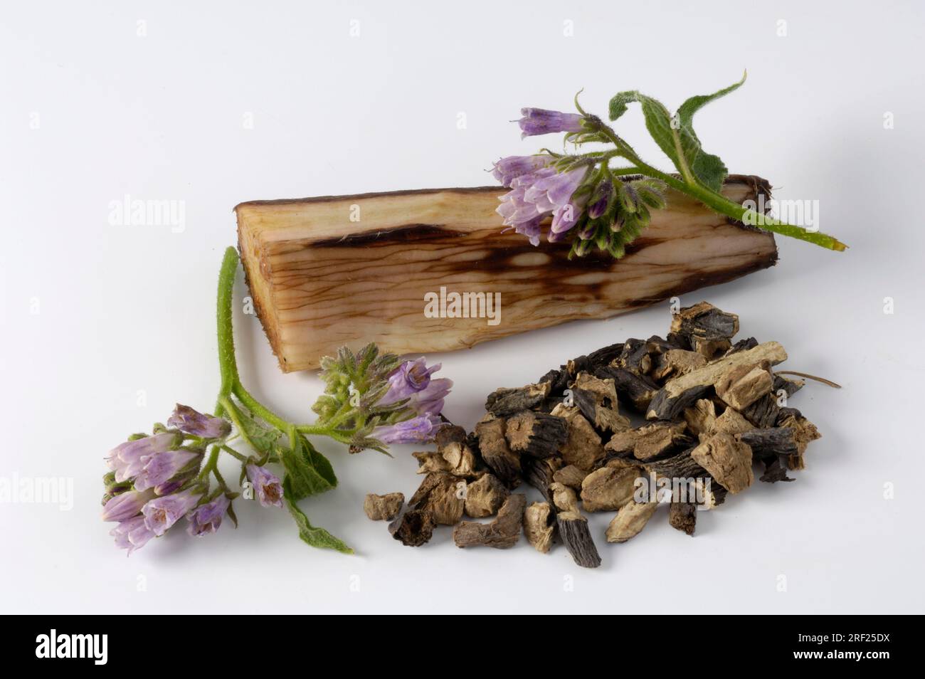 Comfrey, root and flowers (Symphytum officinale), free-standing, object ...