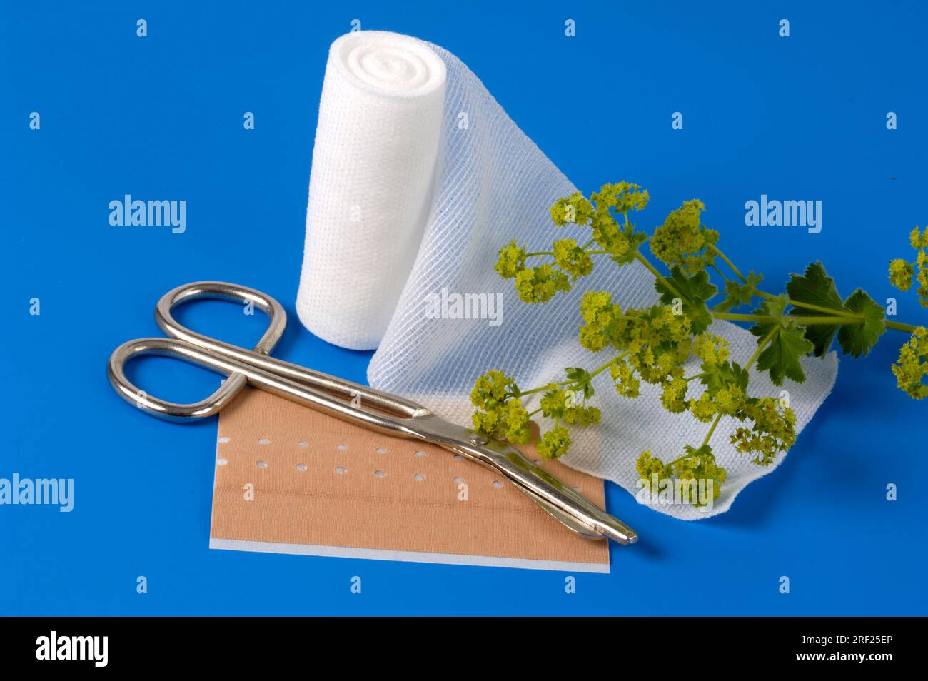 Adhesive plaster, gauze, scissors and common common lady's mantle ...