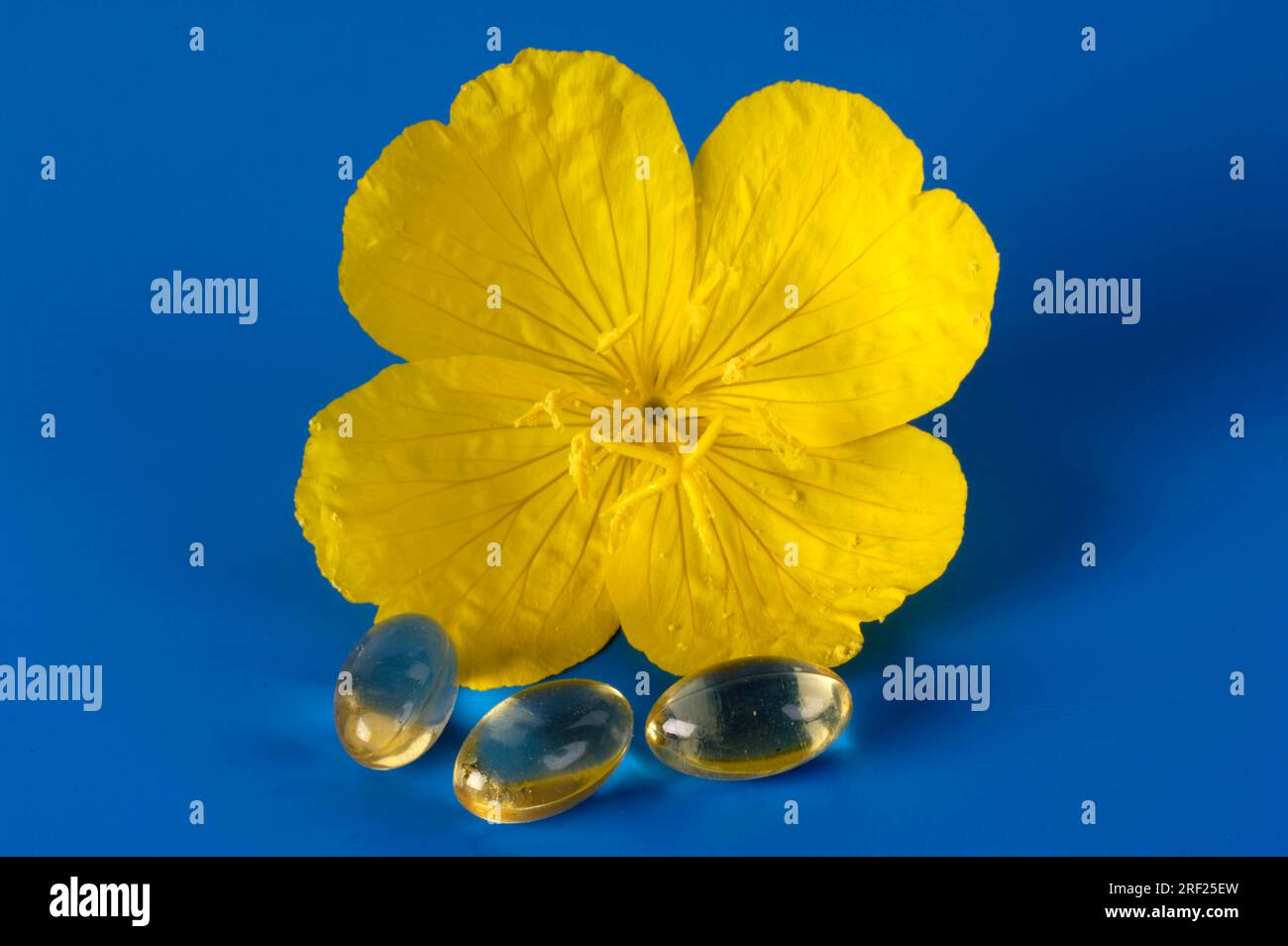 Evening primrose (Oenothera biennis), flowers and capsules with Common ...