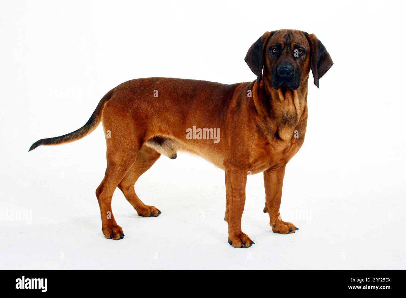 Bloodhound face hi-res stock photography and images - Alamy