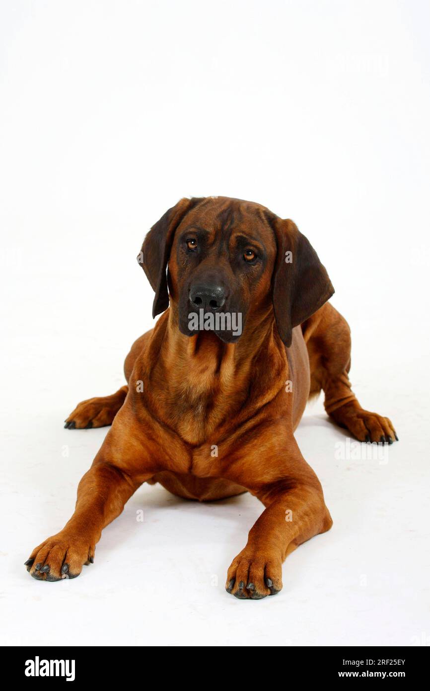 Bloodhound breed hi-res stock photography and images - Alamy