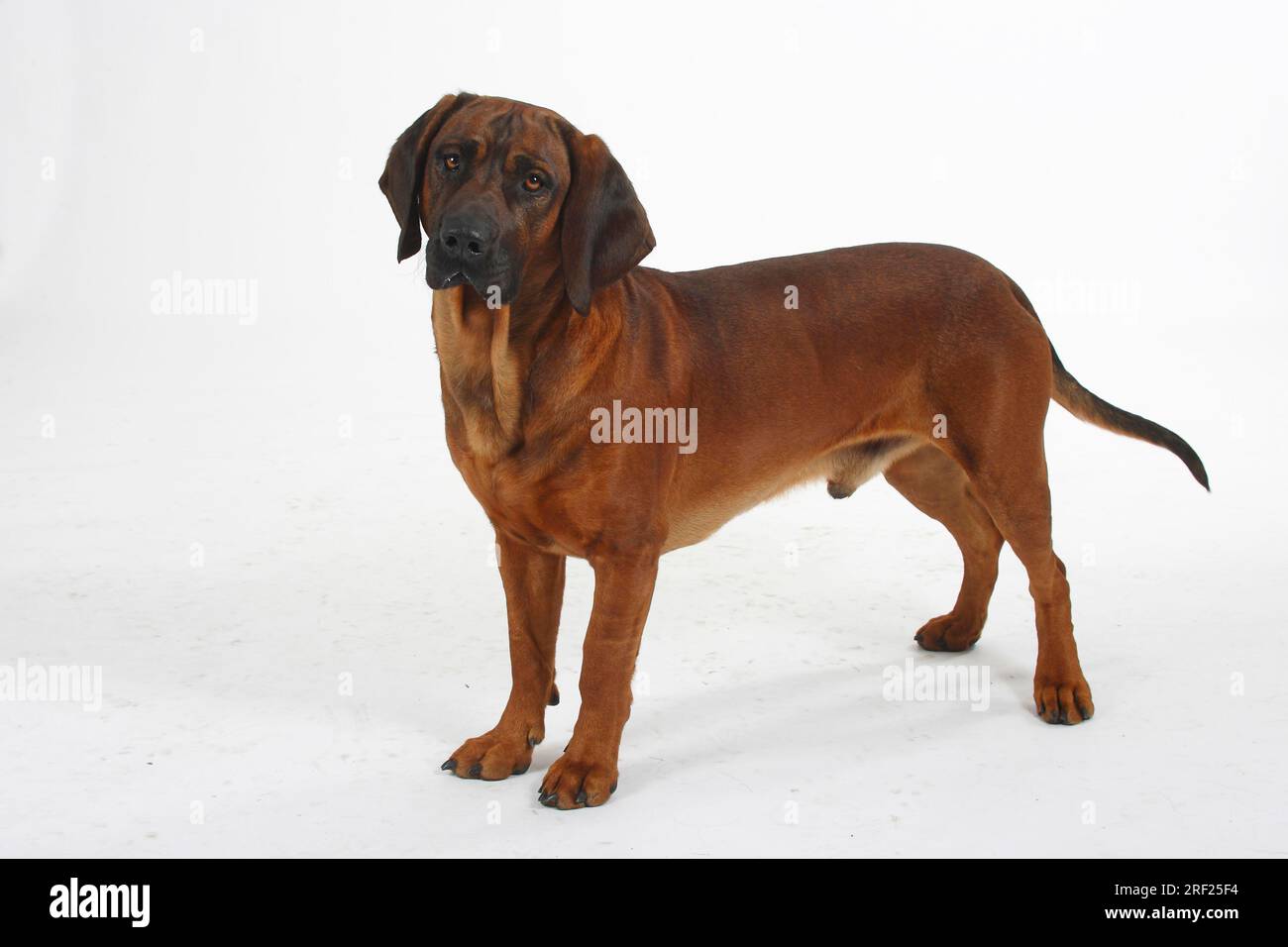 Bloodhound hi-res stock photography and images - Alamy