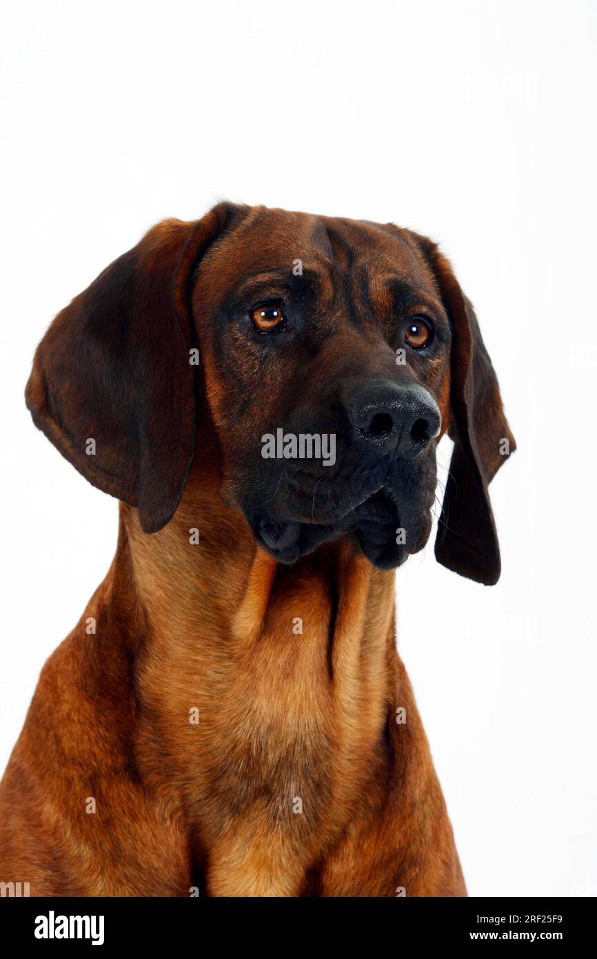 Portrait bloodhound dog hi-res stock photography and images - Alamy