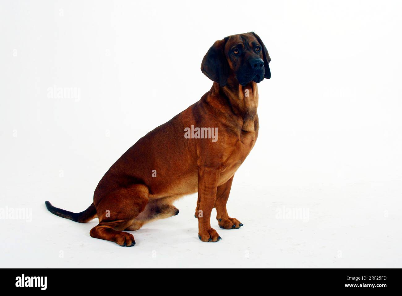 Bloodhound hi-res stock photography and images - Alamy