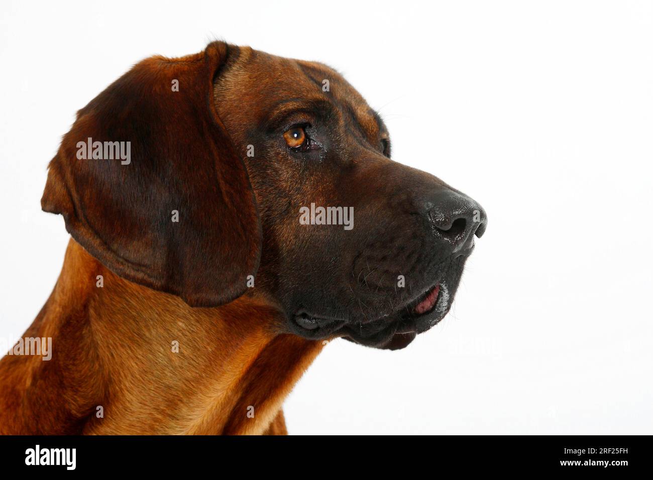 Bloodhound portrait hi-res stock photography and images - Alamy