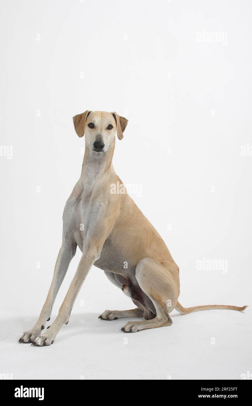 Sloughi, Arabian Greyhound, Slughi Stock Photo - Alamy
