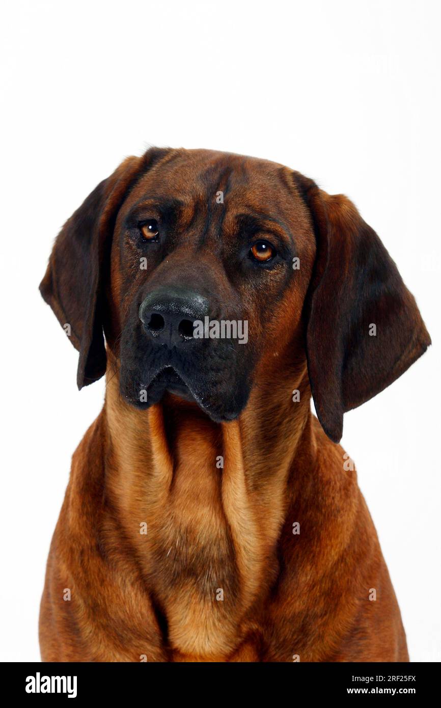 Portrait bloodhound dog hi-res stock photography and images - Alamy