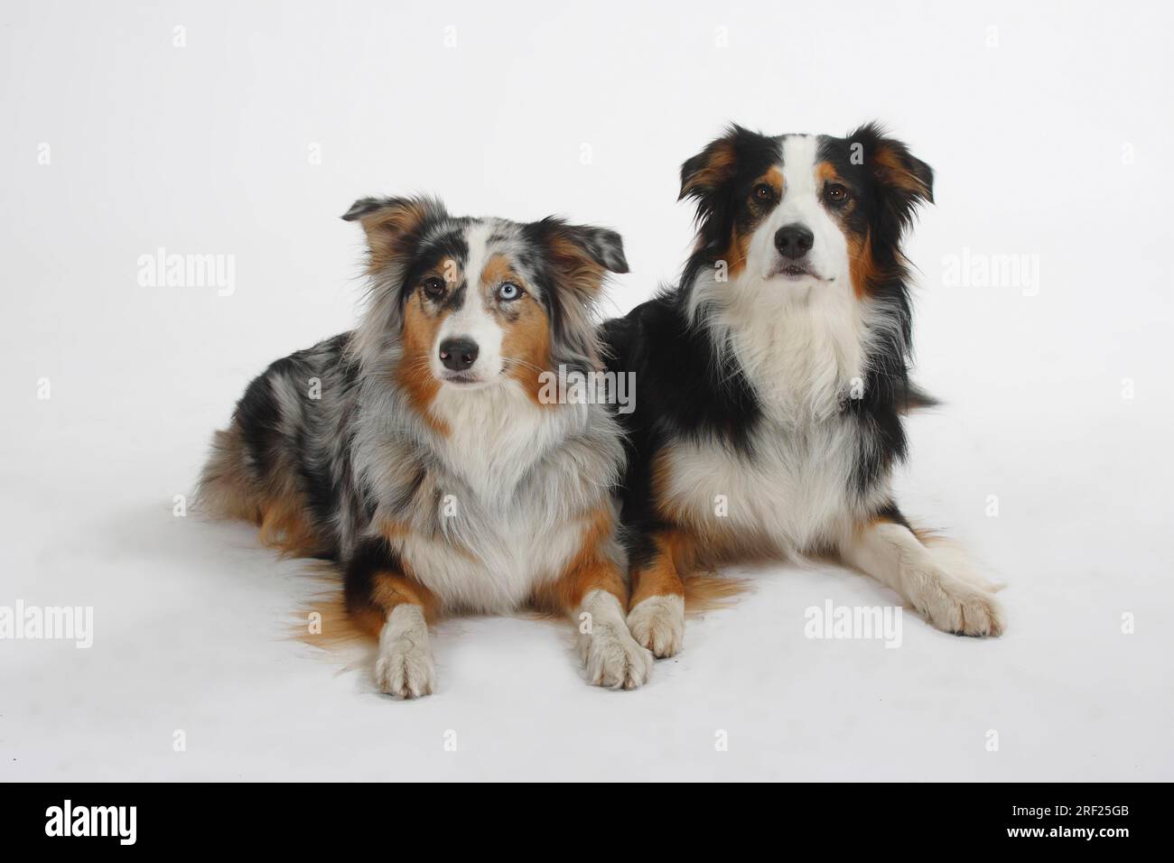 Australian Shepherds, tricolour and blue-merle Stock Photo - Alamy