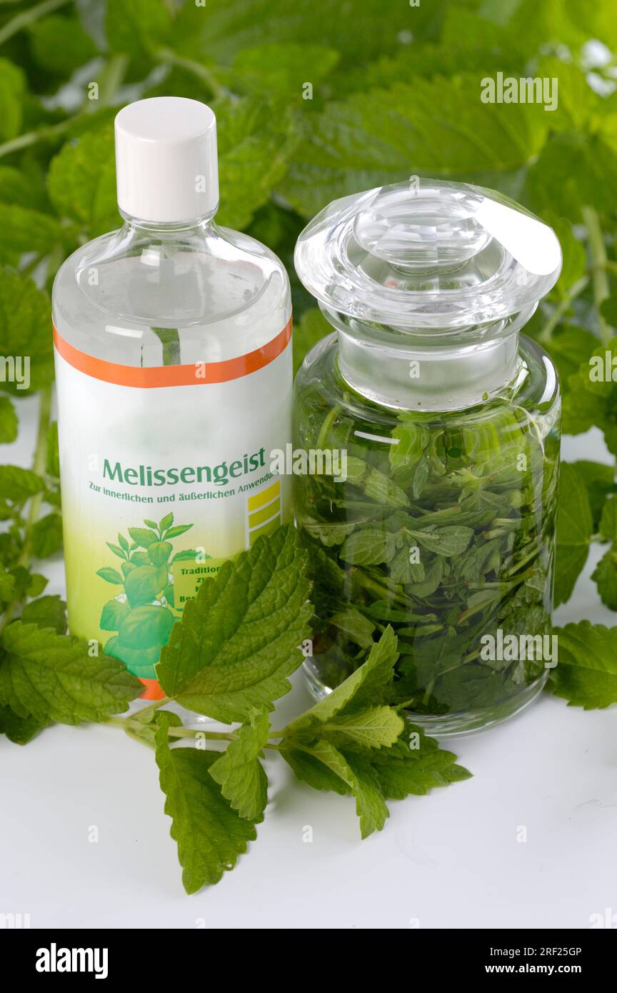 Lemon balm (Melissa officinalis) Lemon balm spirit Stock Photo - Alamy