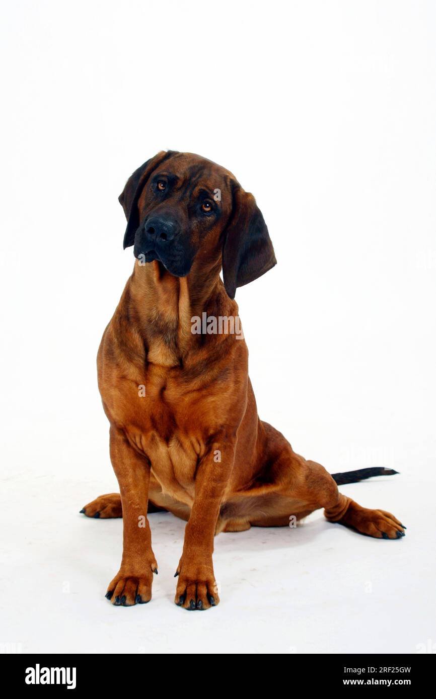 Bloodhound hi-res stock photography and images - Alamy
