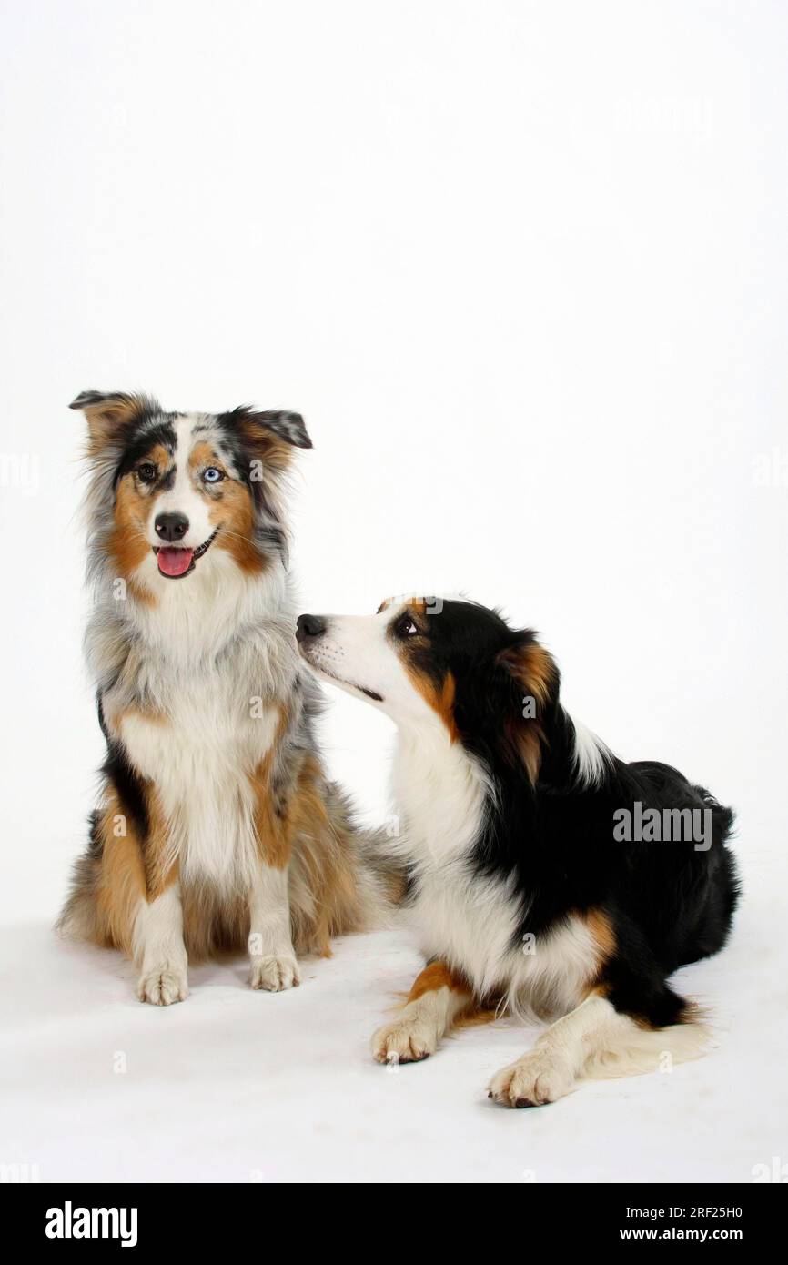 Australian Shepherds, tricolour and blue-merle Stock Photo - Alamy