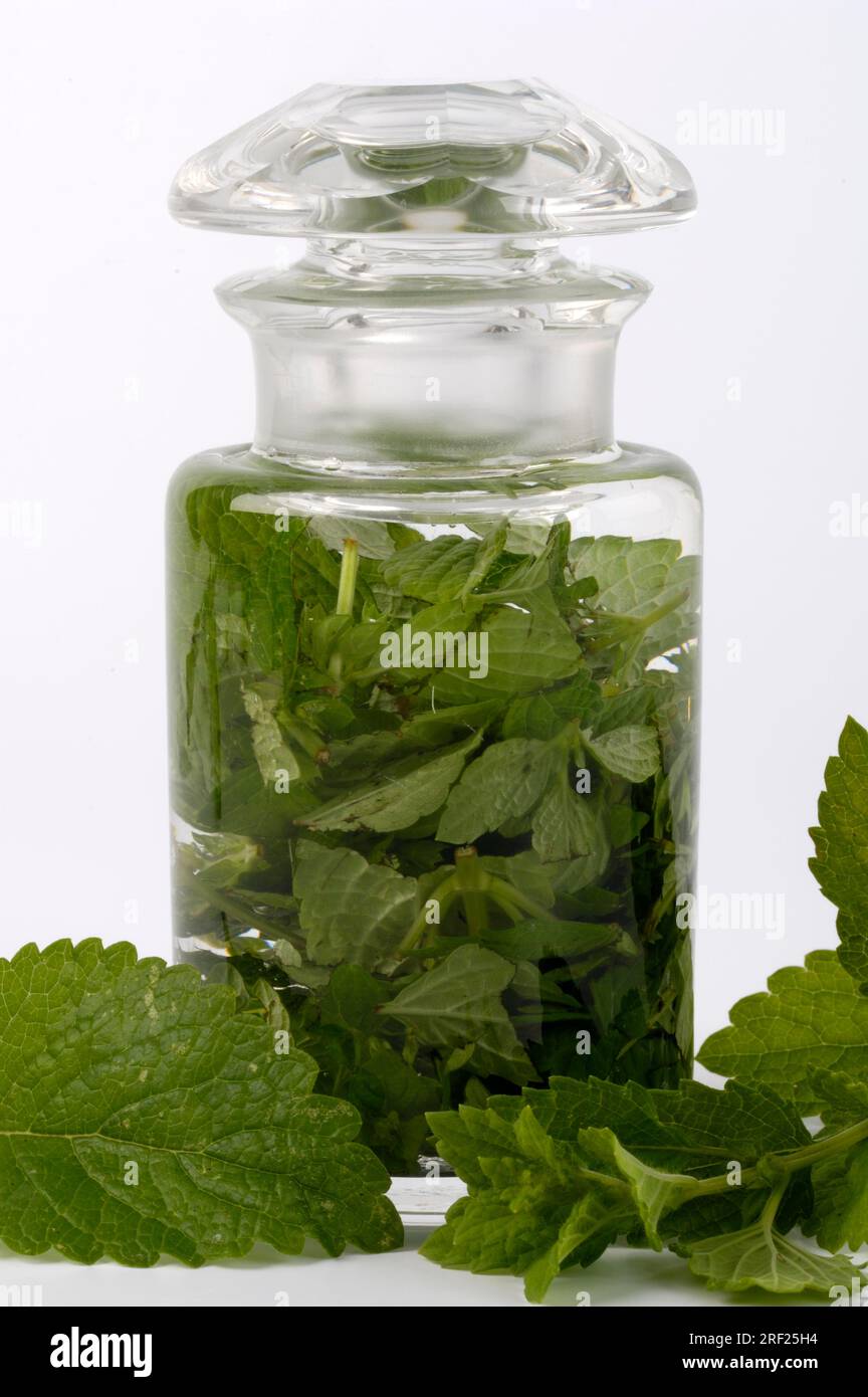 Lemon balm (Melissa officinalis) Lemon balm spirit Stock Photo - Alamy