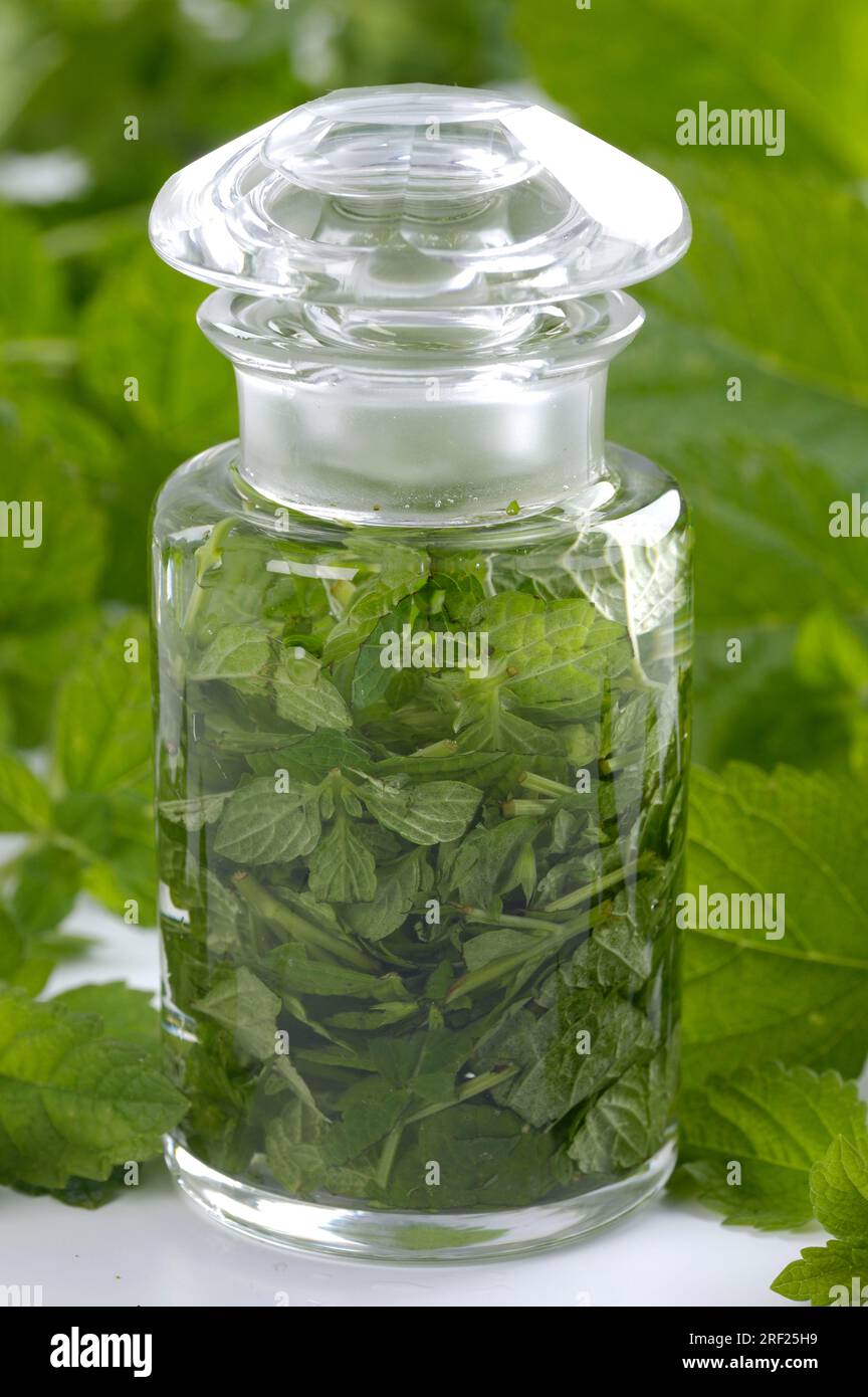 Lemon balm (Melissa officinalis) Lemon balm spirit Stock Photo - Alamy