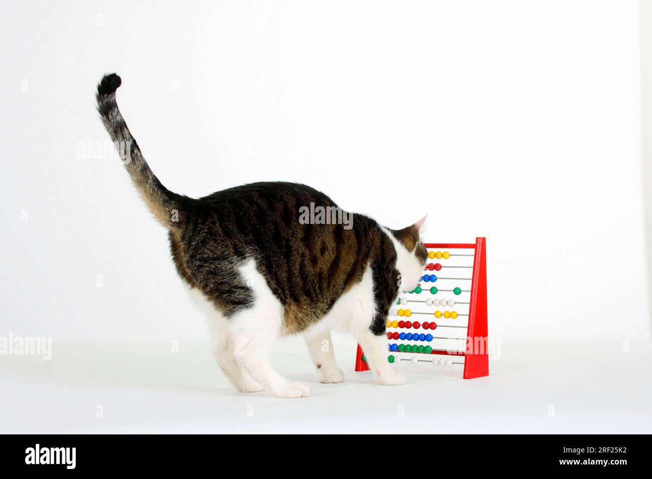Domestic cat at the abacus, abacus, abacus board, adding machine ...