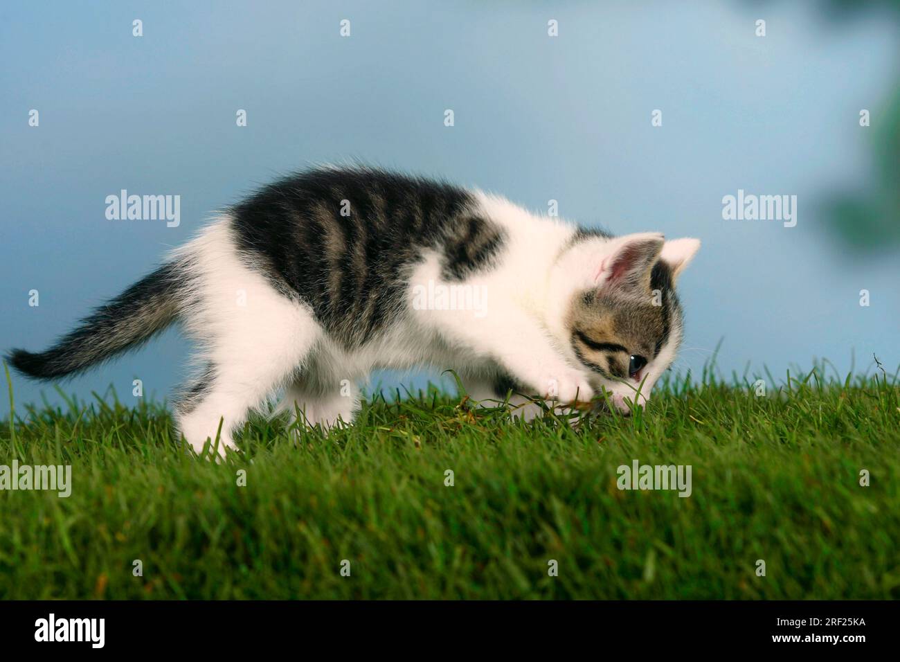 Domestic cat, kitten, lateral Stock Photo - Alamy