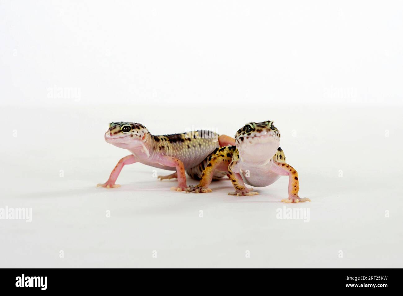 Leopard Geckos, pair (Eublepharis macularis Stock Photo - Alamy
