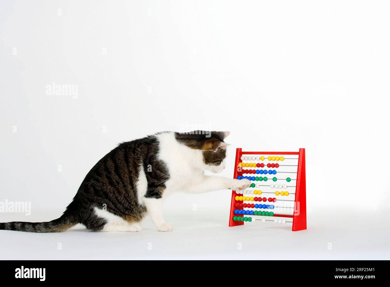 Domestic cat at the abacus, abacus, abacus board, adding machine ...