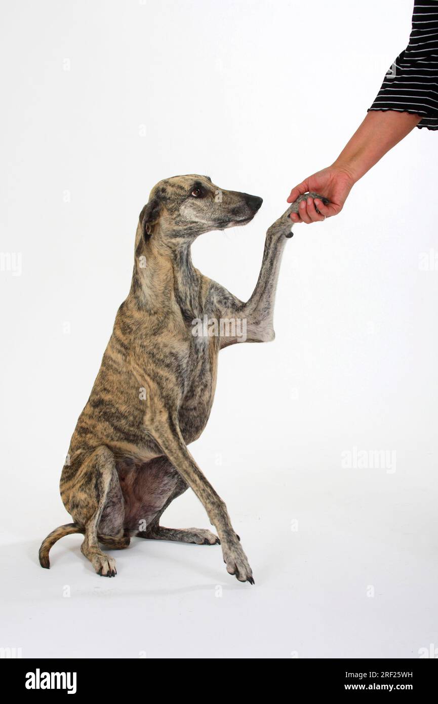 Sloughi gives paw, Arabian greyhound, Slughi, Paws Stock Photo - Alamy