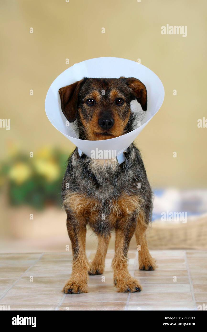Mixed breed dog with protective funnel, collar, detachable Stock Photo ...