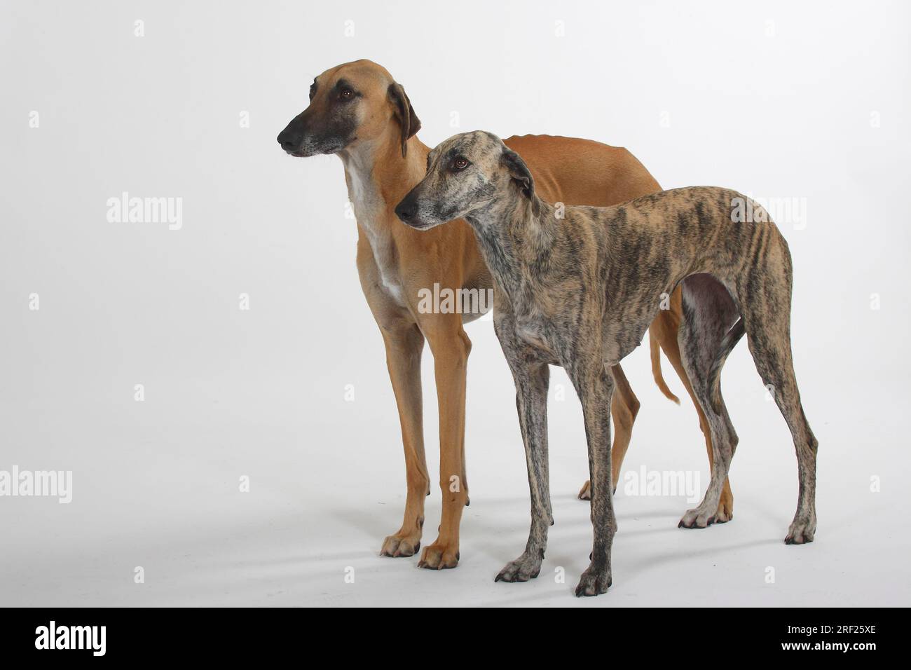 Arabic dog hi-res stock photography and images - Alamy