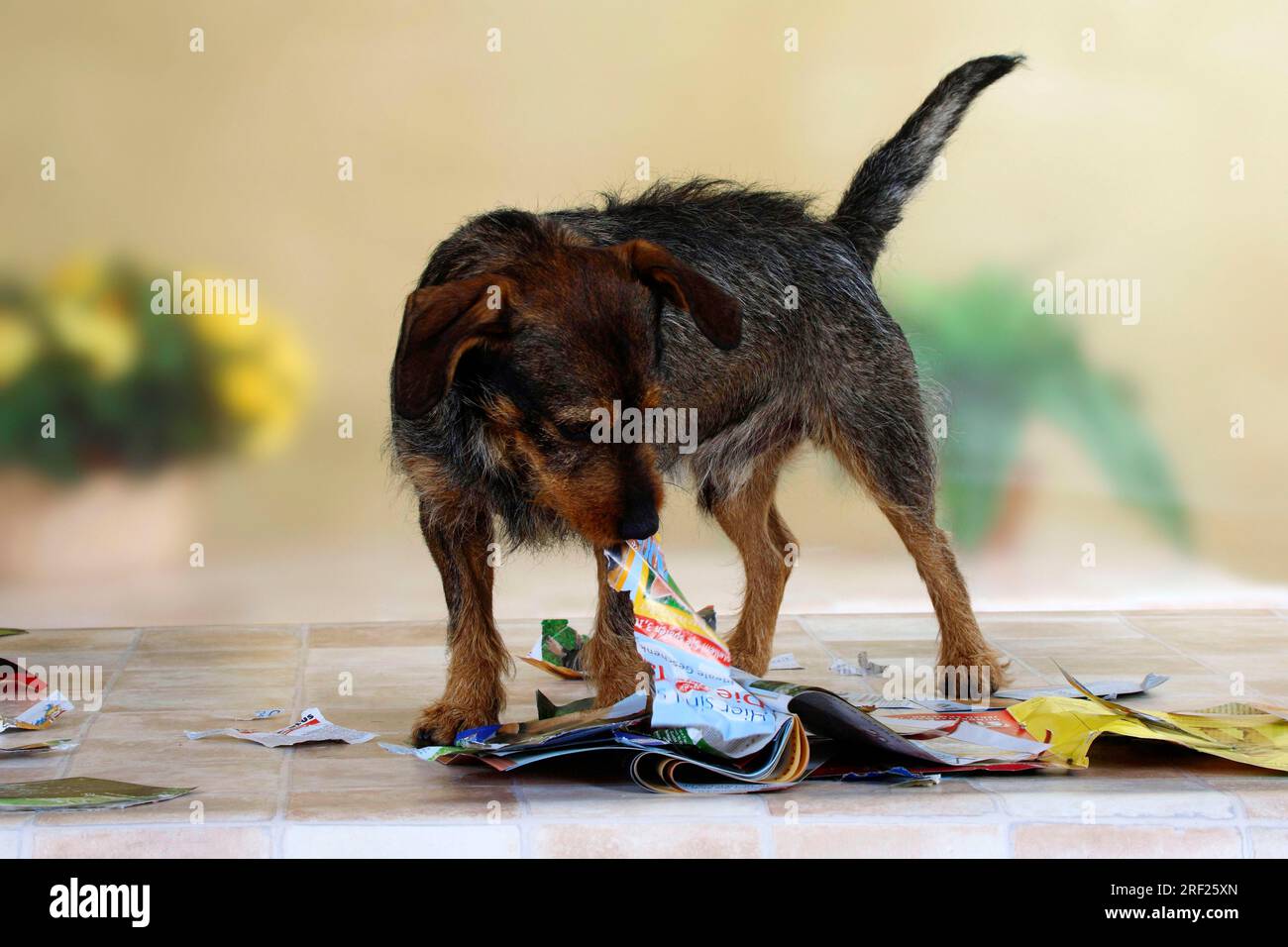 Mixed breed dog shreds newspaper, magazine, shredding, naughtiness ...
