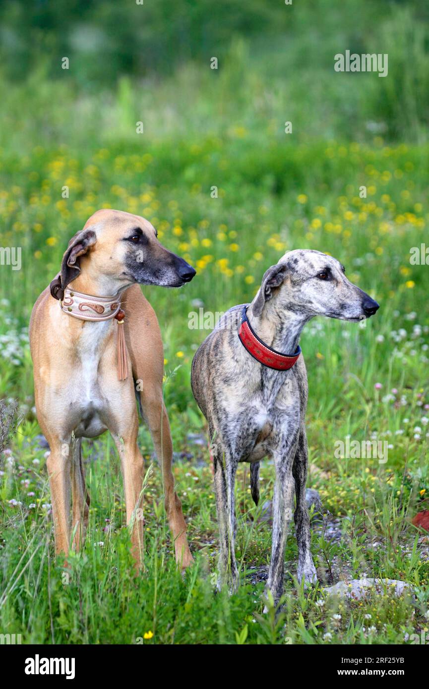 Sloughis, Pair, Arabian greyhound, Slughi, Collar Stock Photo - Alamy