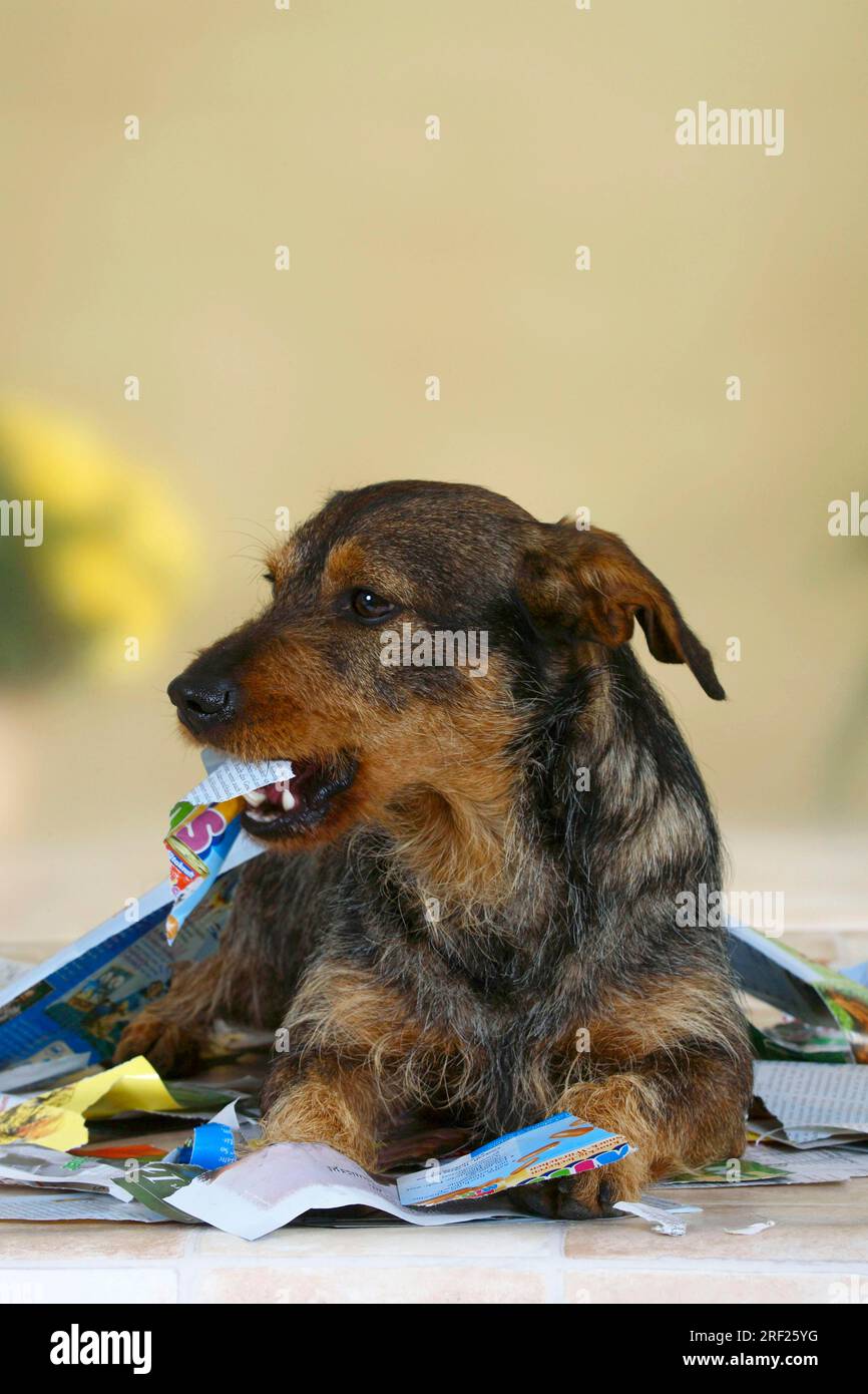 Naughtiness hi-res stock photography and images - Alamy