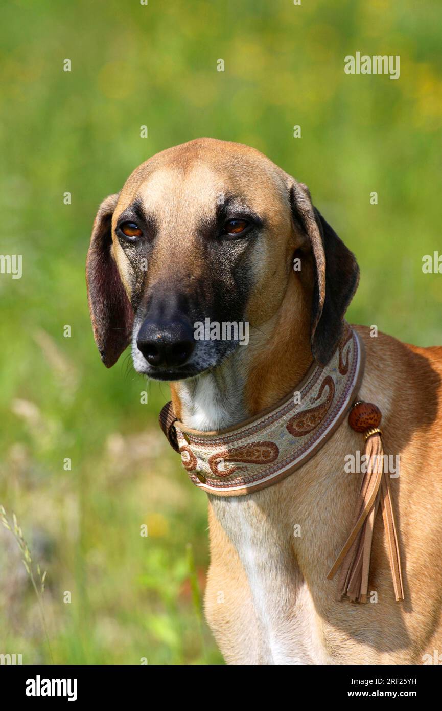 Sloughi dog hi-res stock photography and images - Alamy