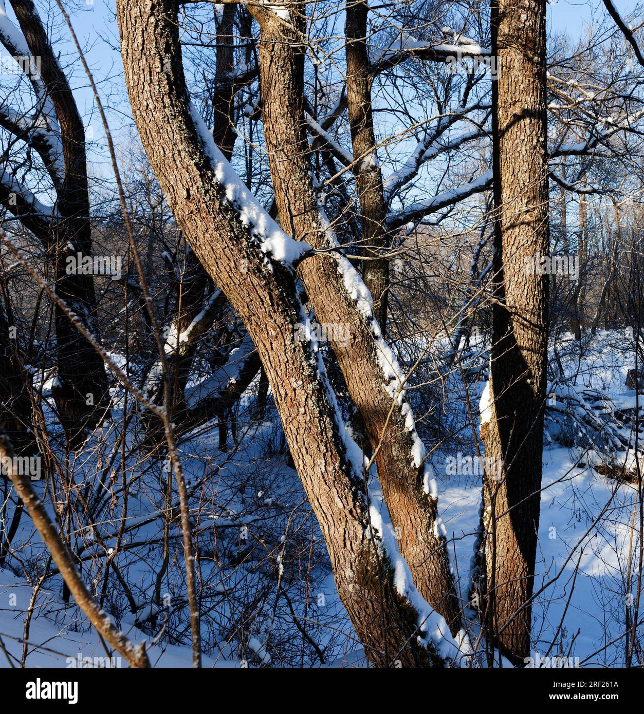 deciduous trees without leaves in the snow after blizzards and ...